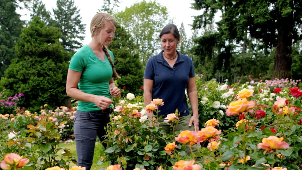 Jenn Nawada Learns All About Roses - This Old House